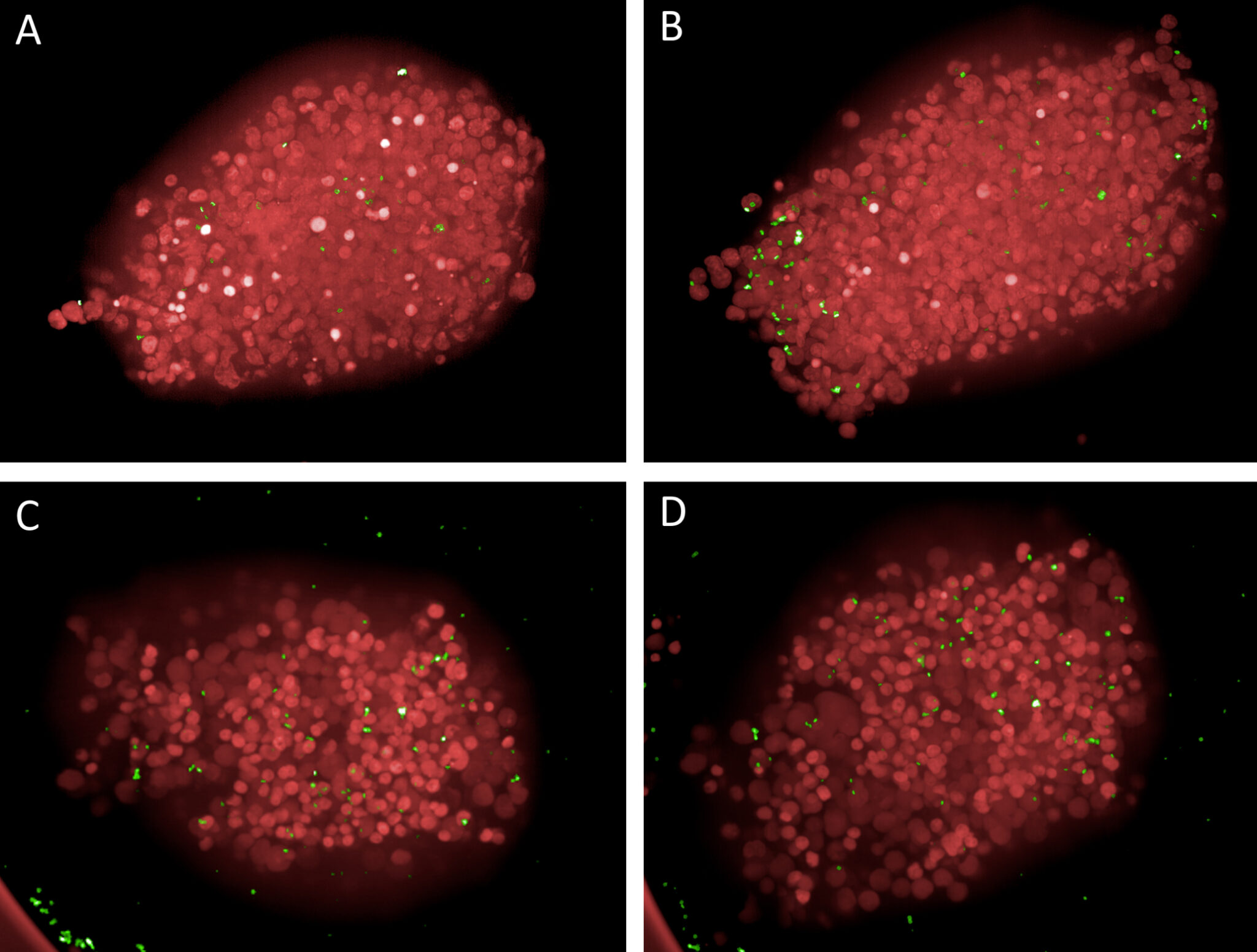 SPAchip Technology - a4cell