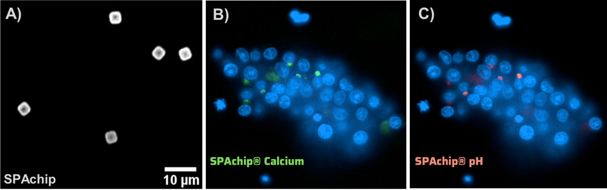CytoCHECK SPAchip® Calcium and pH Multi-Detection Kit - a4cell
